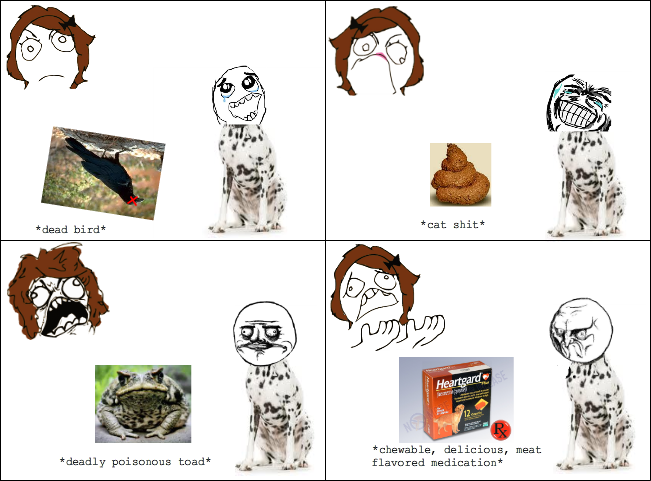 Dog medication rage :) Memedroid