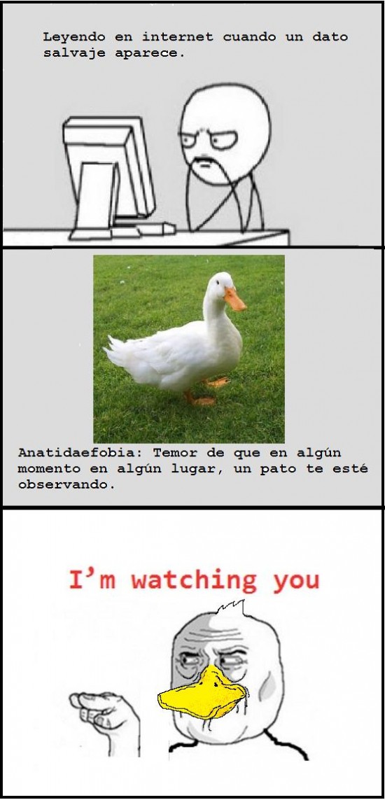 Patos :) Memedroid