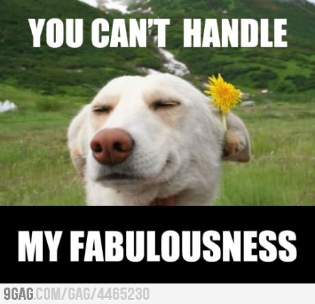 fabulousness dog - Meme subido por komplete_chaos :) Memedroid