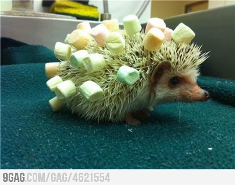 Porcupines' new haircut - Meme by ILY113011 :) Memedroid