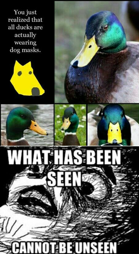 stupid duck beak - Meme by proppadee :) Memedroid