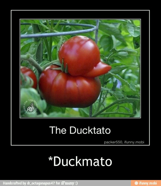 tomato - Meme subido por Mr.tomboy :) Memedroid