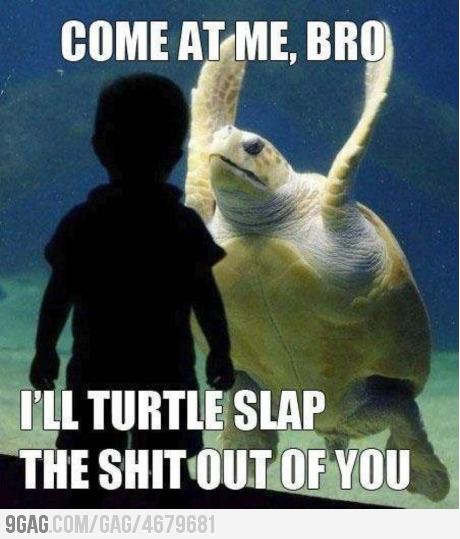 turtle slap - Meme subido por ormestwix03 :) Memedroid