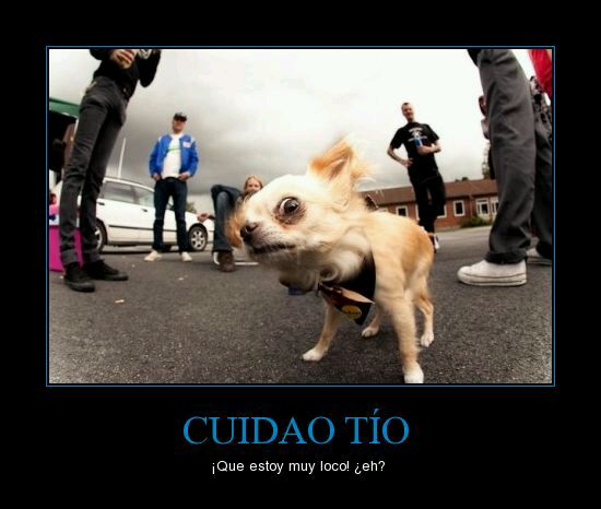 chiguagua crazy - Meme subido por lilocomo :) Memedroid