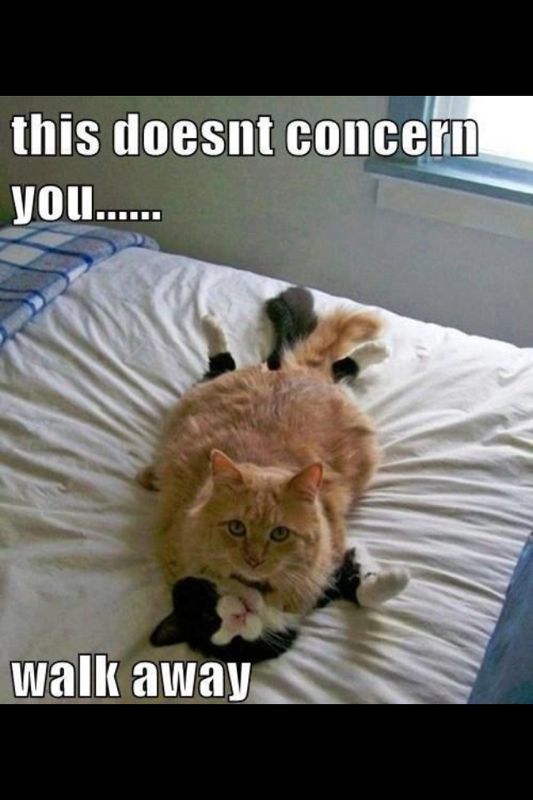 cat rape... no laughing matter - Meme by HollyHanorah :) Memedroid