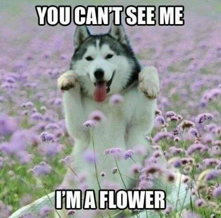 Flower. - Meme by boldini :) Memedroid