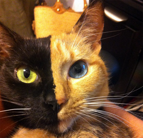 The two-sided cat. - Meme by jellyglazedcows :) Memedroid