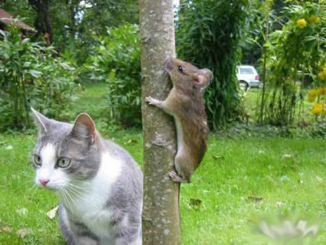 ninja mouse - Meme by jasminestewartj000 :) Memedroid