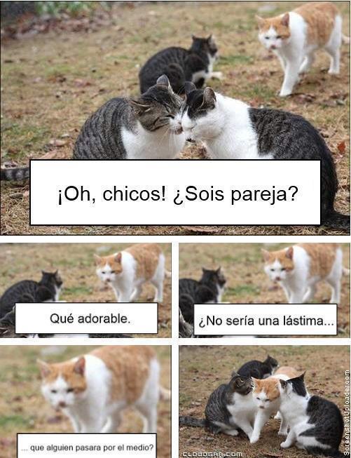 Gato troll - Meme subido por SrWin12 :) Memedroid