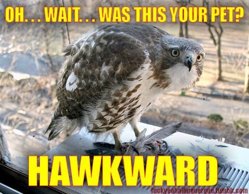 Hawkward Meme