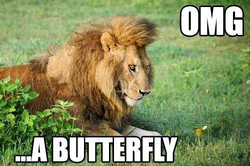 Butterfly - Meme by lizzy22370 :) Memedroid
