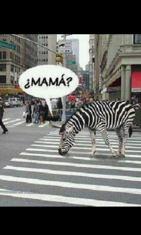 cebra - Meme by guillejponce :) Memedroid