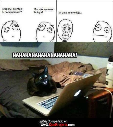 cat wins!!! - Meme subido por santosauditore :) Memedroid